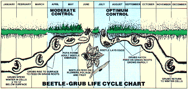 Grub Worms Life Cycle