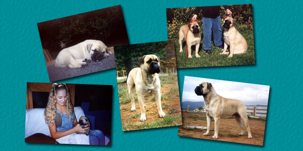 Photos of our dogs - and other things