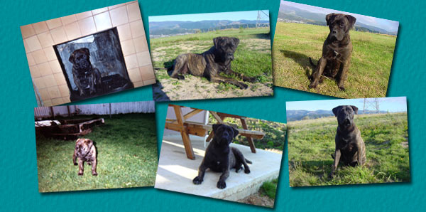 Photos of our dogs - and other things