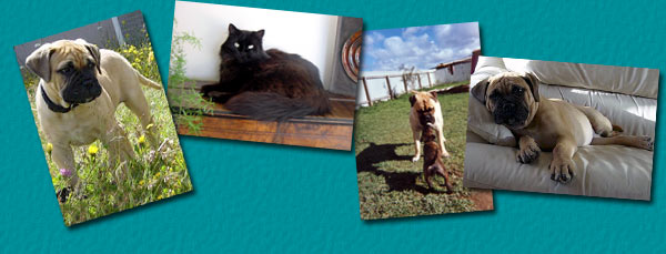 Photos of our dogs - and other things