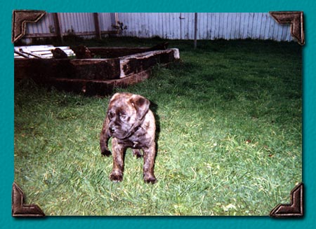 Photos of our dogs - and other things