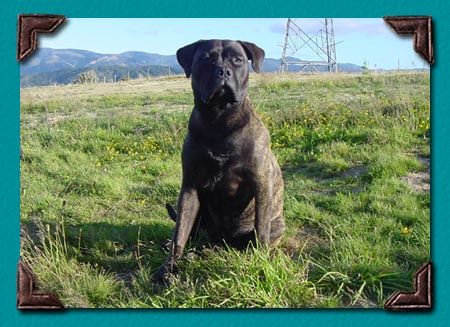 Photos of our dogs - and other things