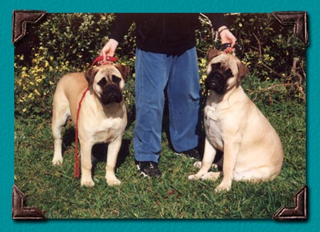 Photos of our dogs - and other things