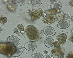 Untitled Document [www.geocities.ws]