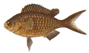 Common Maltese Fishes 1