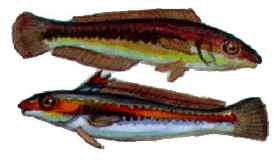 Common Maltese Fishes 1