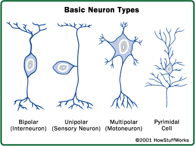 neuronsclassification