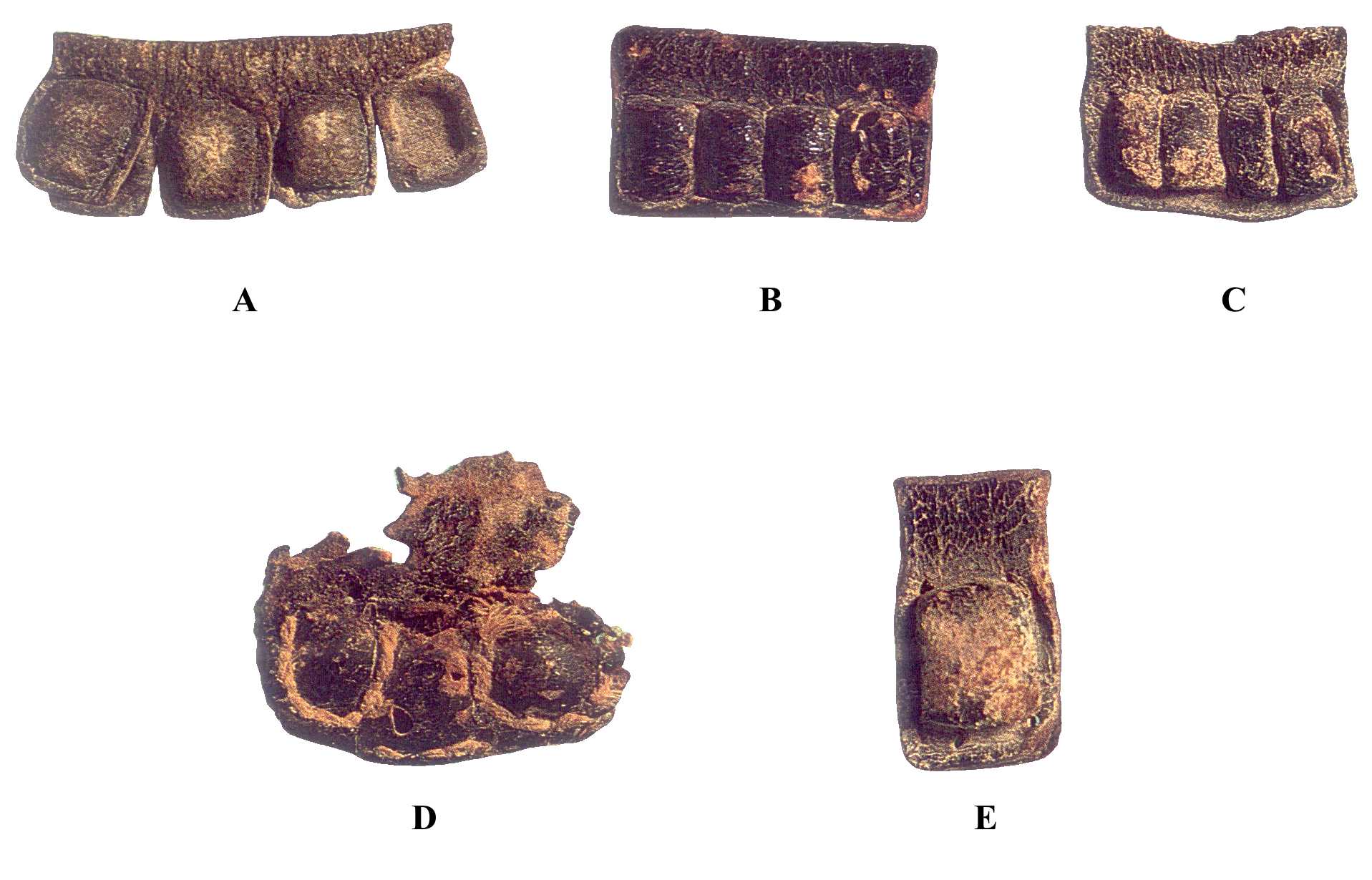 Qumran Tefillins