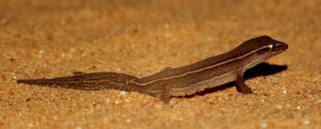 Crenadactylus ocellatus ocellatus
