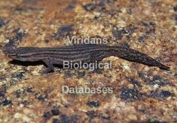 Crenadactylus ocellatus ocellatus