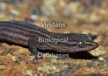 Crenadactylus ocellatus ocellatus