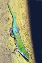 Phelsuma astriata semicarinata