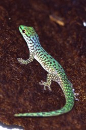 Phelsuma guttata