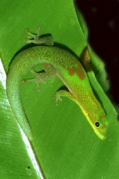 Phelsuma laticauda angularis