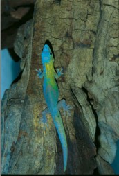 Phelsuma laticauda angularis