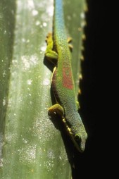 Phelsuma lineata lineata