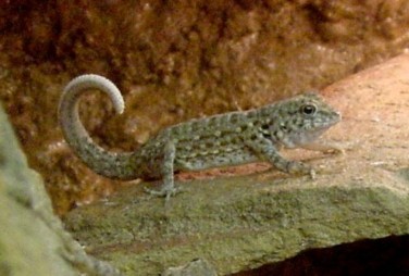 Pristurus rupestris rupestris