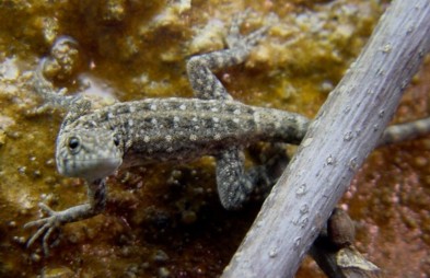 Pristurus rupestris rupestris