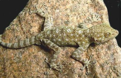 Ptyodactylus guttatus