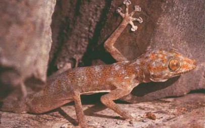 Ptyodactylus hasselquistii hasselquistii