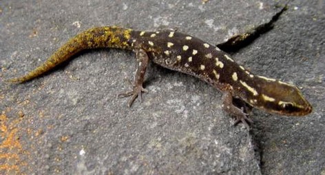 Saurodactylus mauritanicus mauritanicus