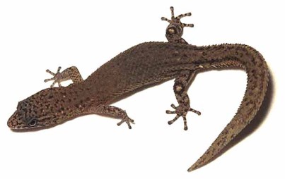 Sphaerodactylus ariasae