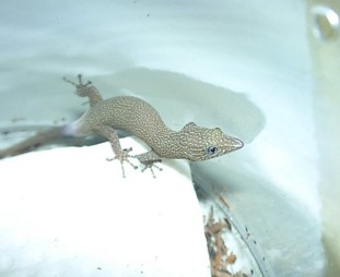 Sphaerodactylus elegans elegans