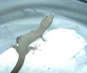 Sphaerodactylus elegans elegans