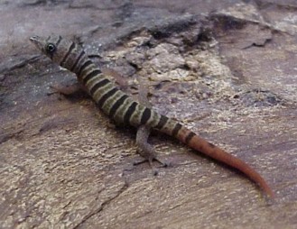 Sphaerodactylus elegans elegans