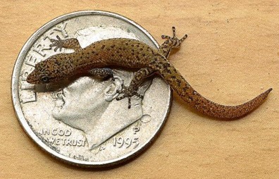 Sphaerodactylus nicholsi