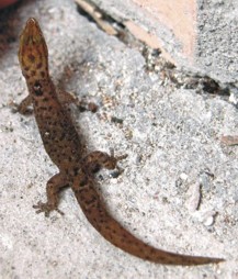 Sphaerodactylus parvus