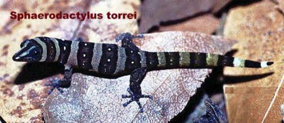 Sphaerodactylus torrei torrei