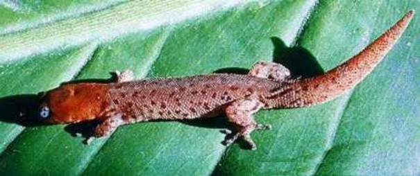 Sphaerodactylus vincenti vincenti