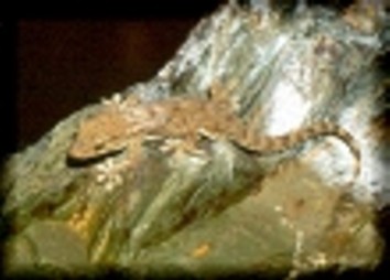 Tarentola neglecta neglecta
