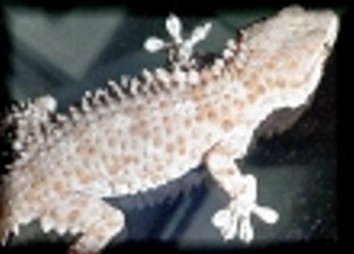 Tarentola neglecta neglecta