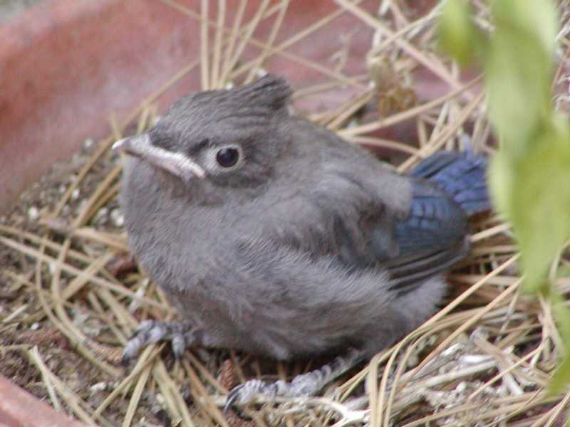 Steller's Jay Babies, 2003
