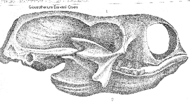 Otros mamíferos fósiles