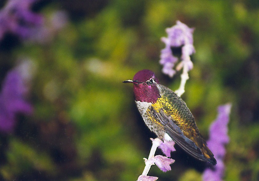 Big Kolibri