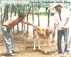 Godofredo Vive - Sus causas