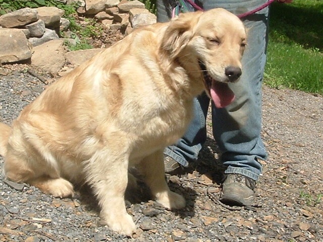 Welcome to Golden Glow Kennel!