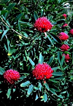 Telopea Varieties