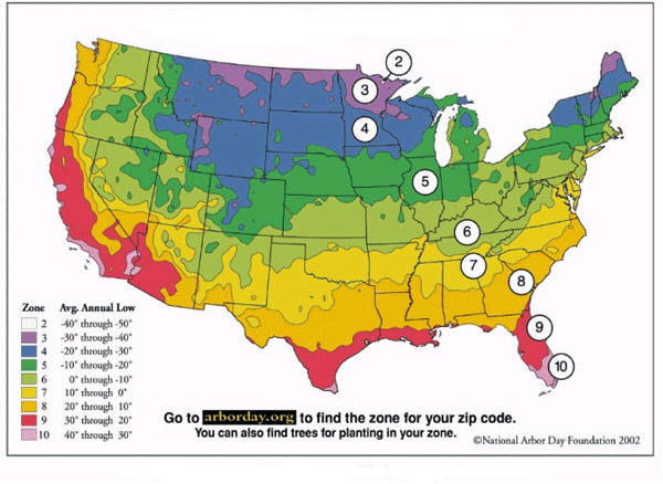 How to Grow Potatoes
