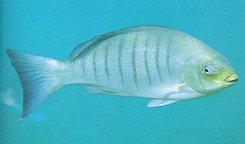 Fish Species around Auckland