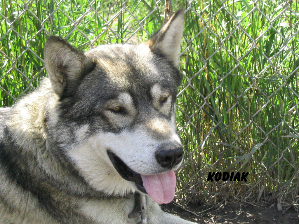 KODIAK