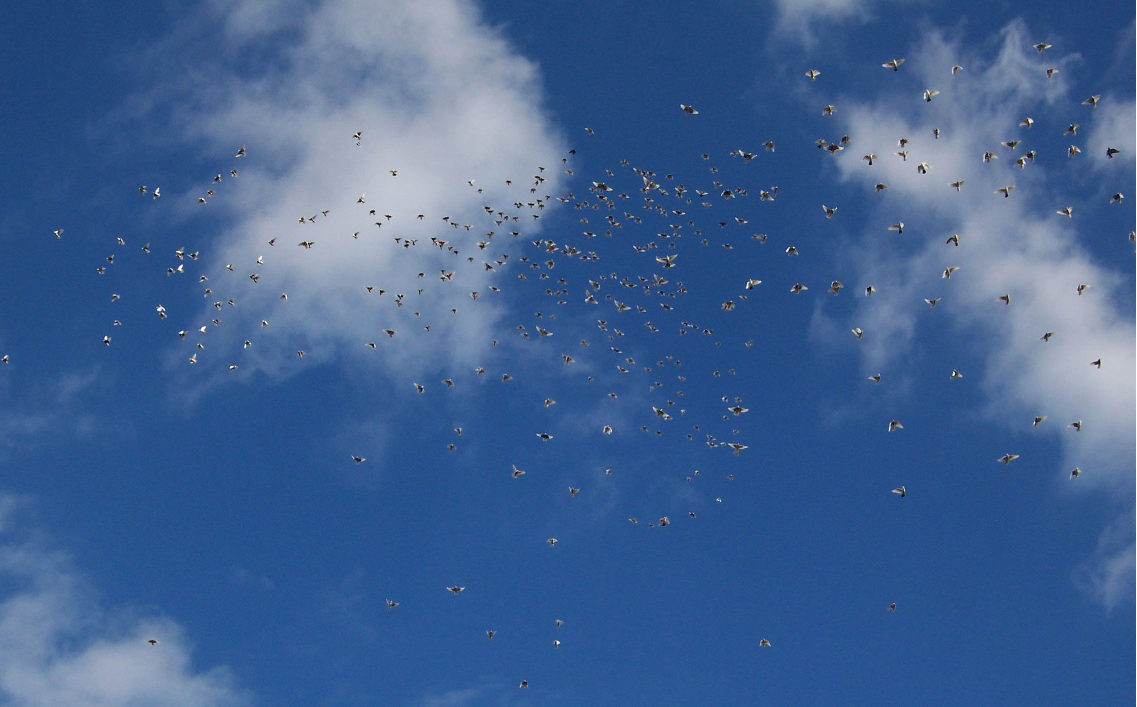 index [www.geocities.ws]