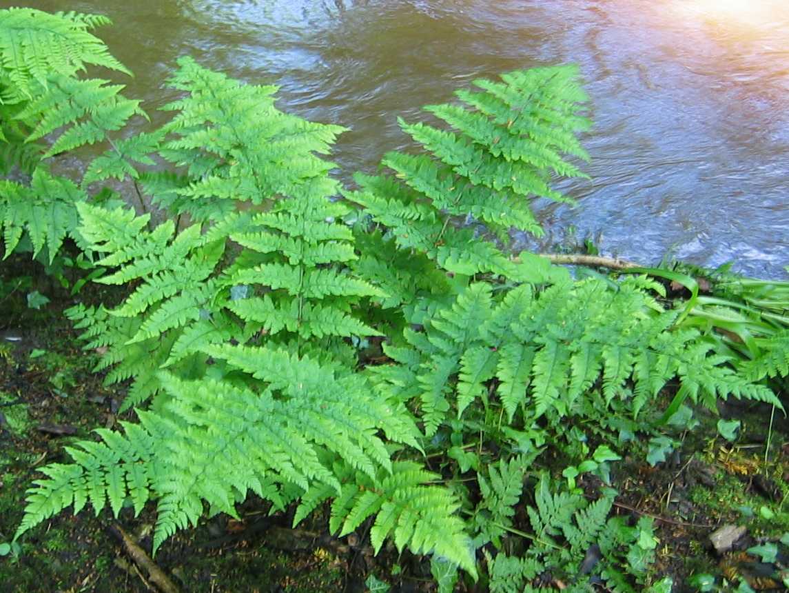 Broad Buckler Fern
