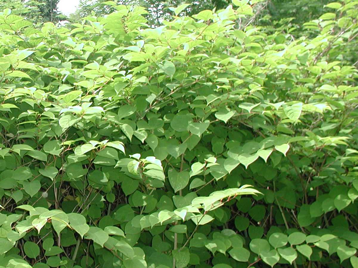 Japanese Knotweed