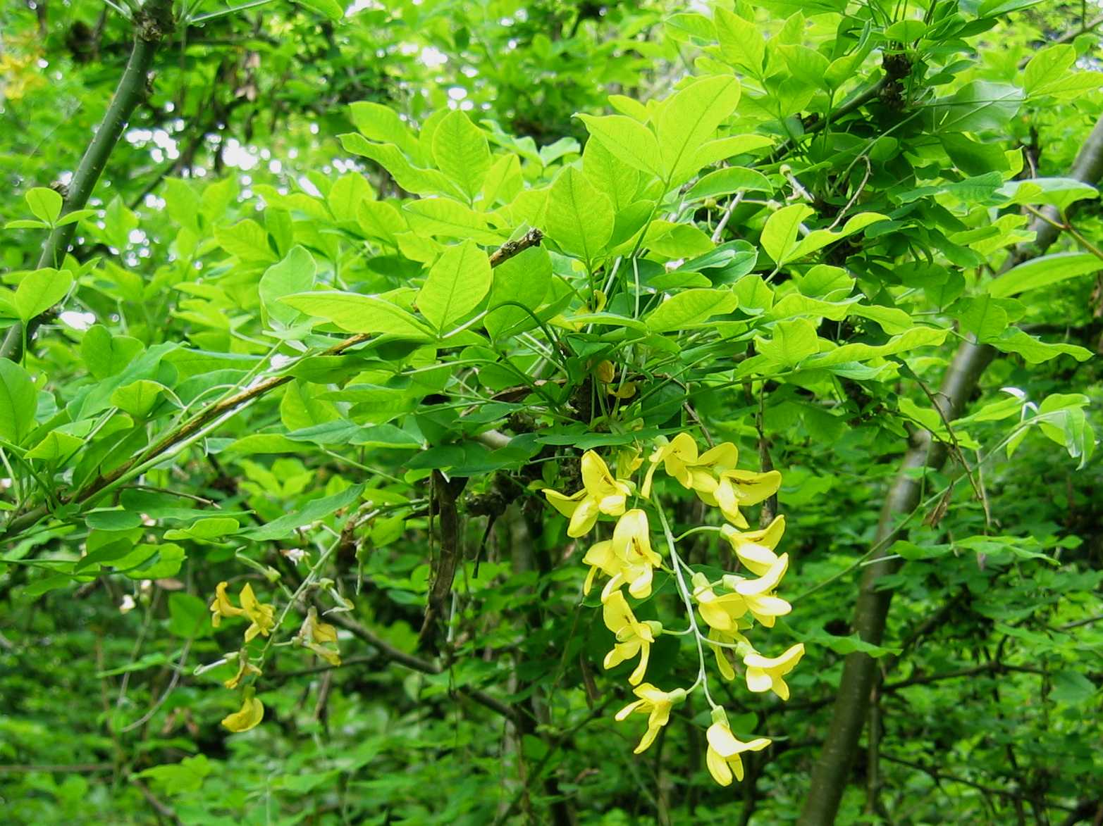 Laburnum