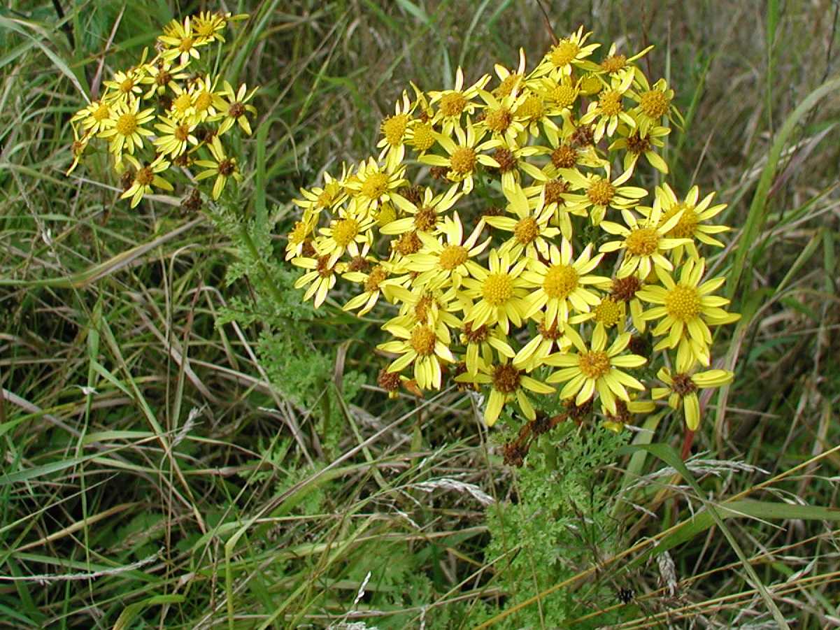 Ragwort