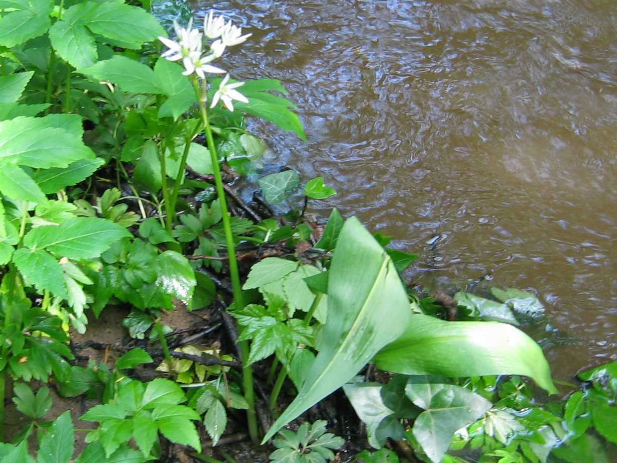 Ramsons